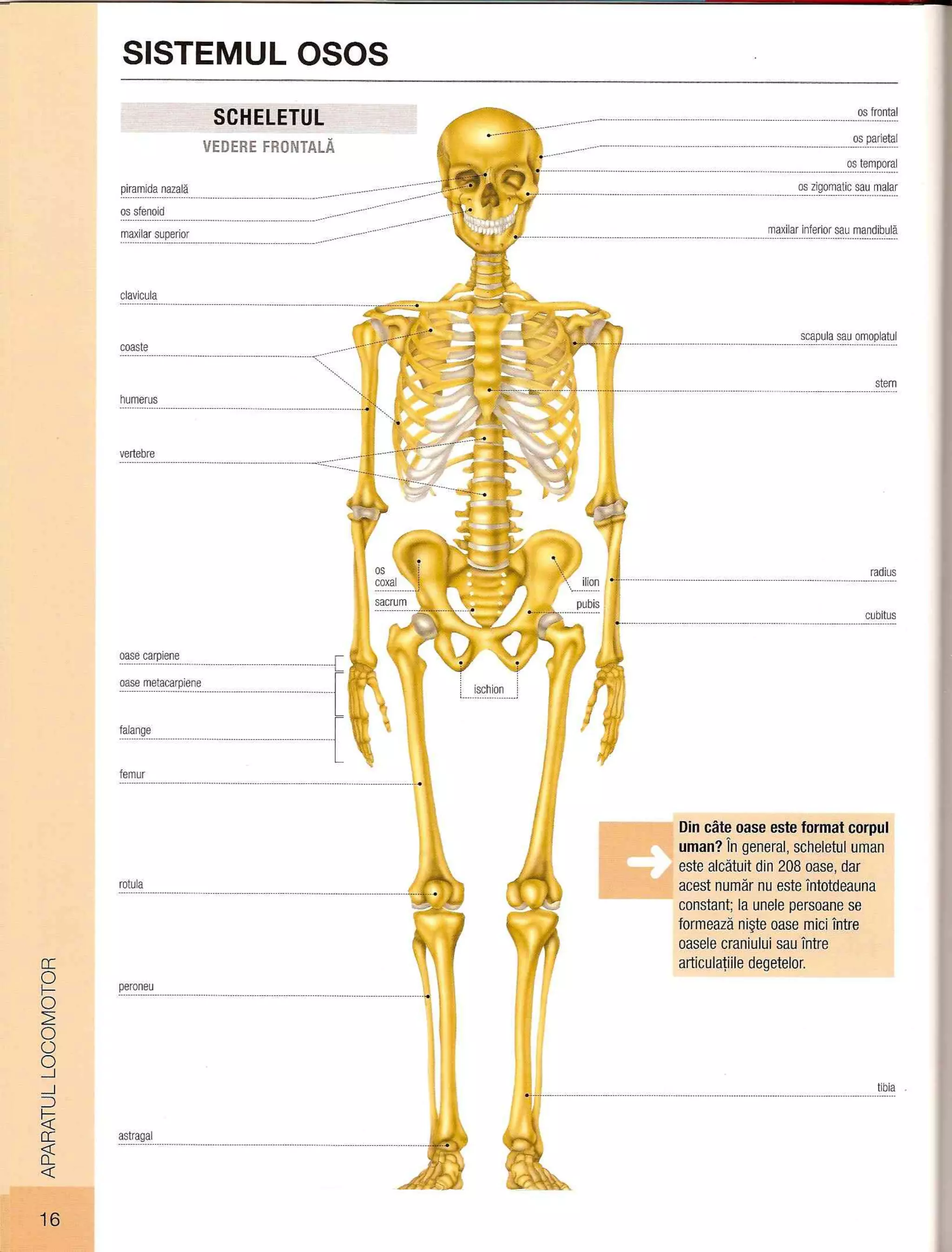 Anatomia omului | PDF