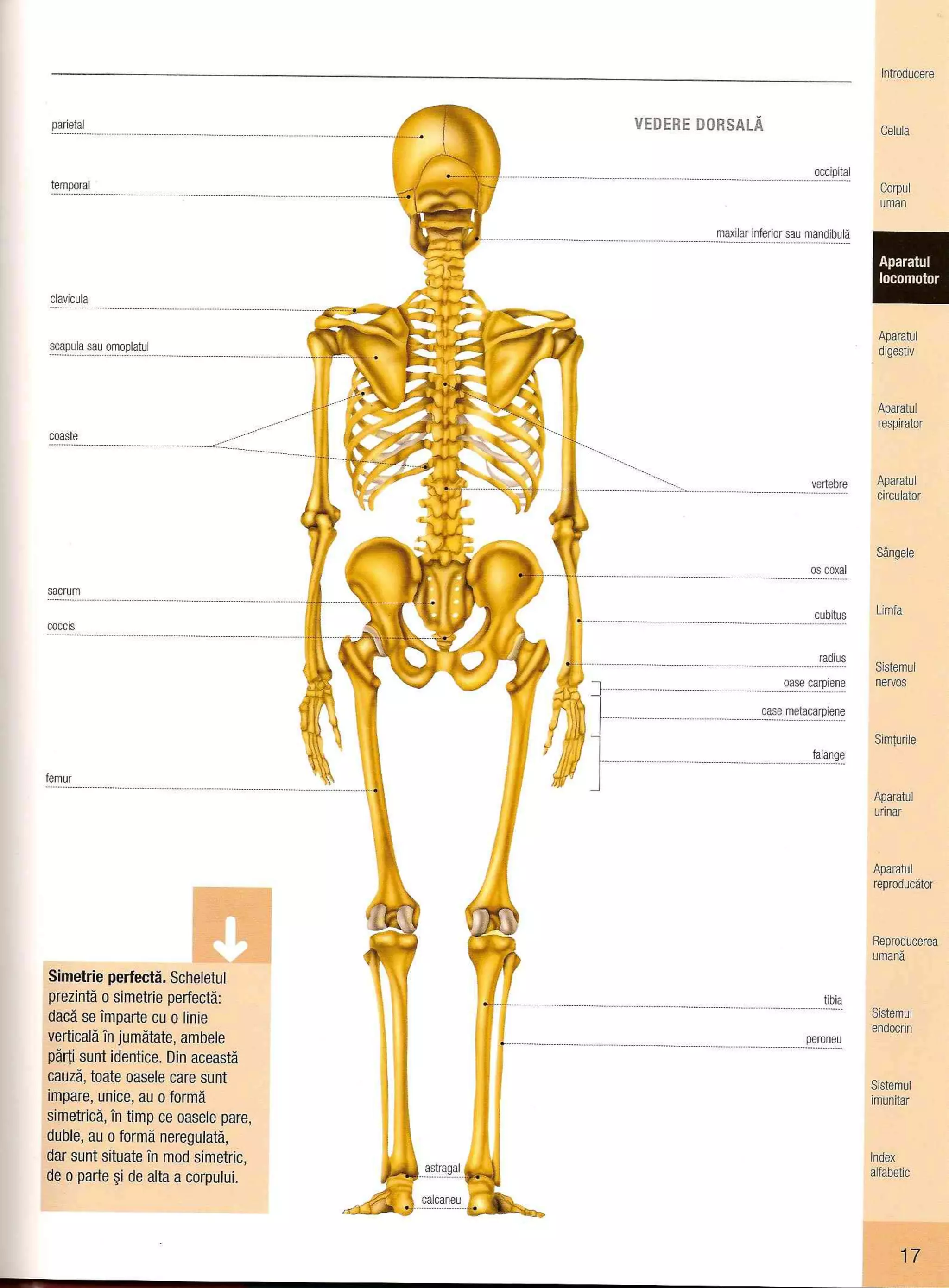 Anatomia omului | PDF