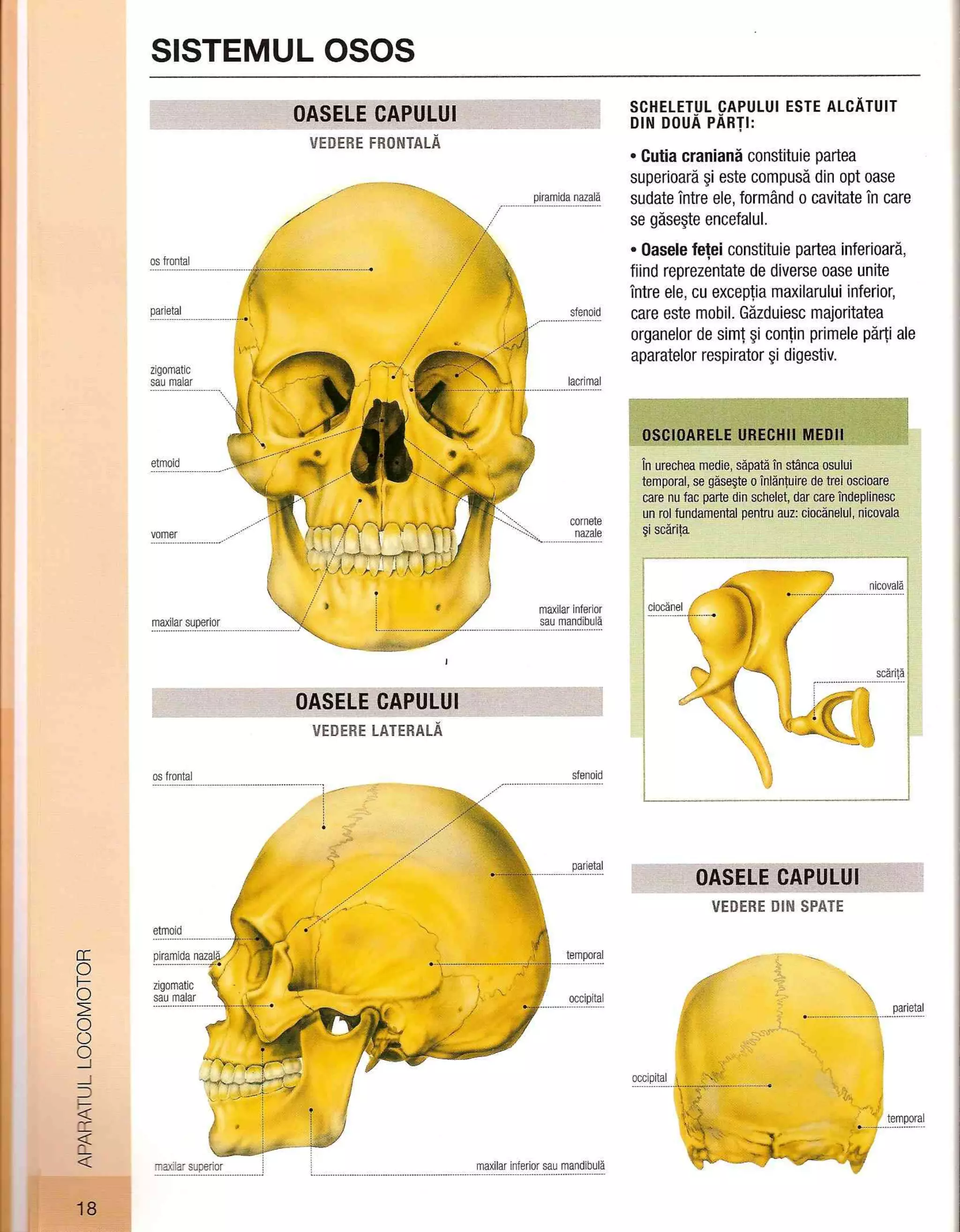 Anatomia omului | PDF