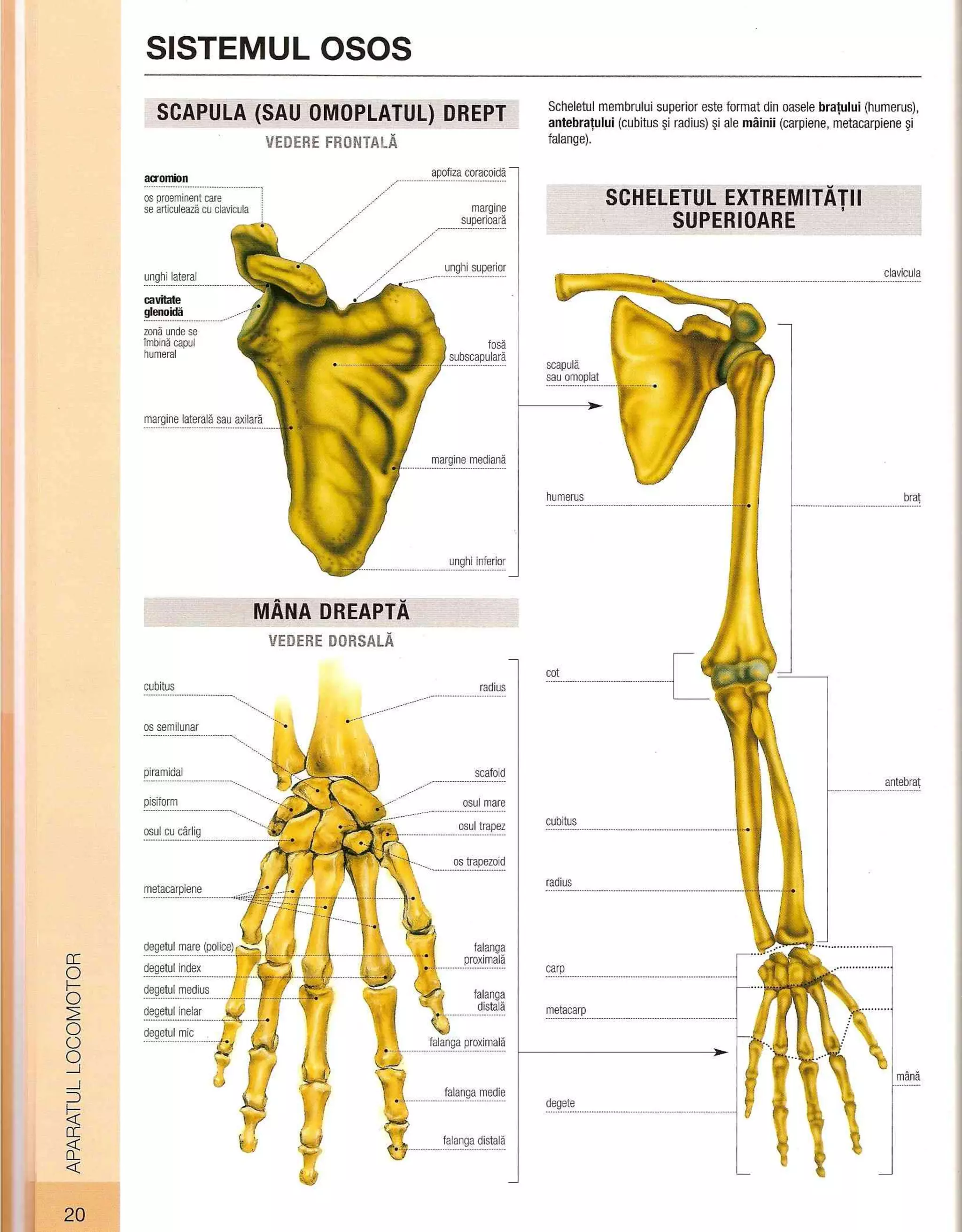 Anatomia omului | PDF