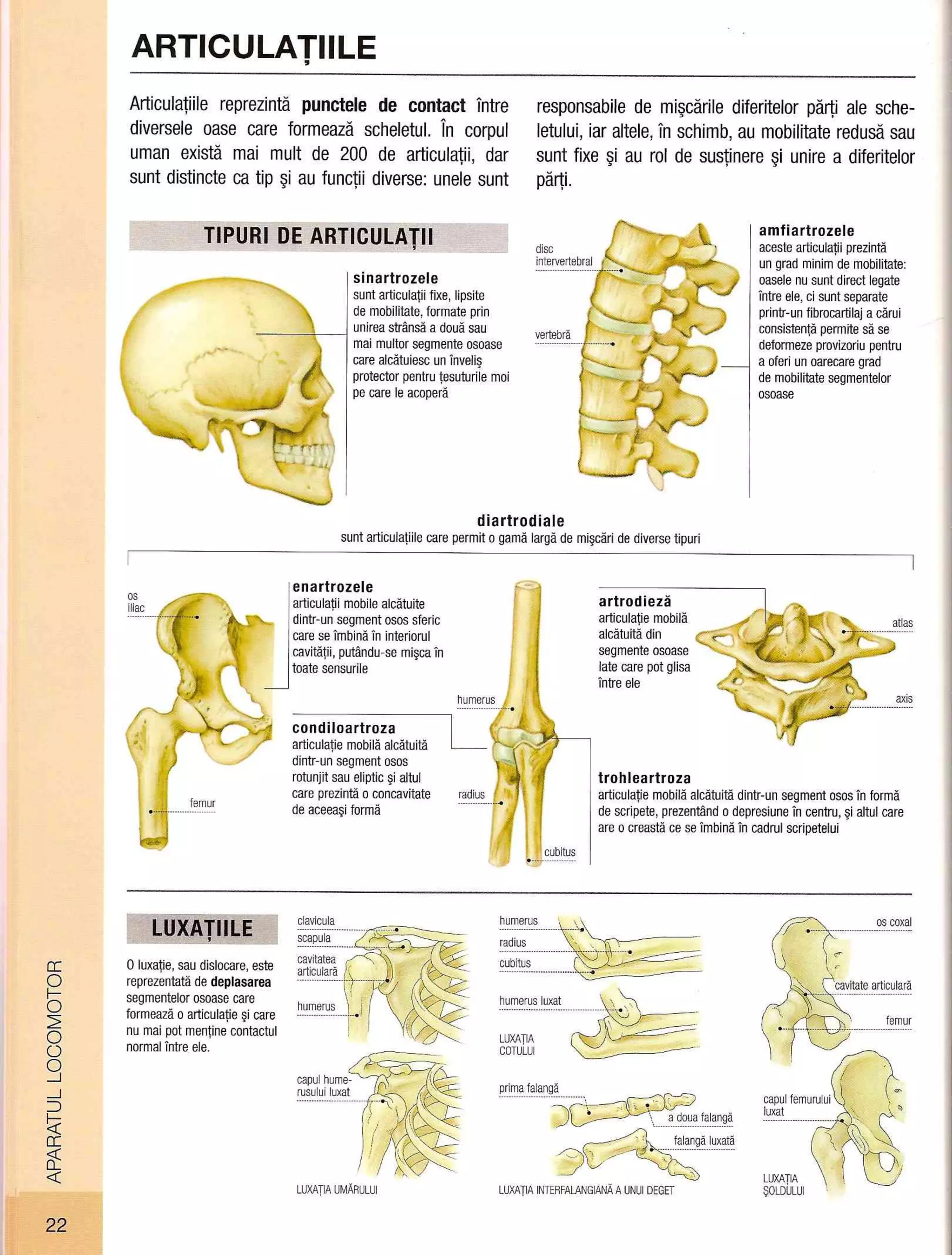 Anatomia omului | PDF