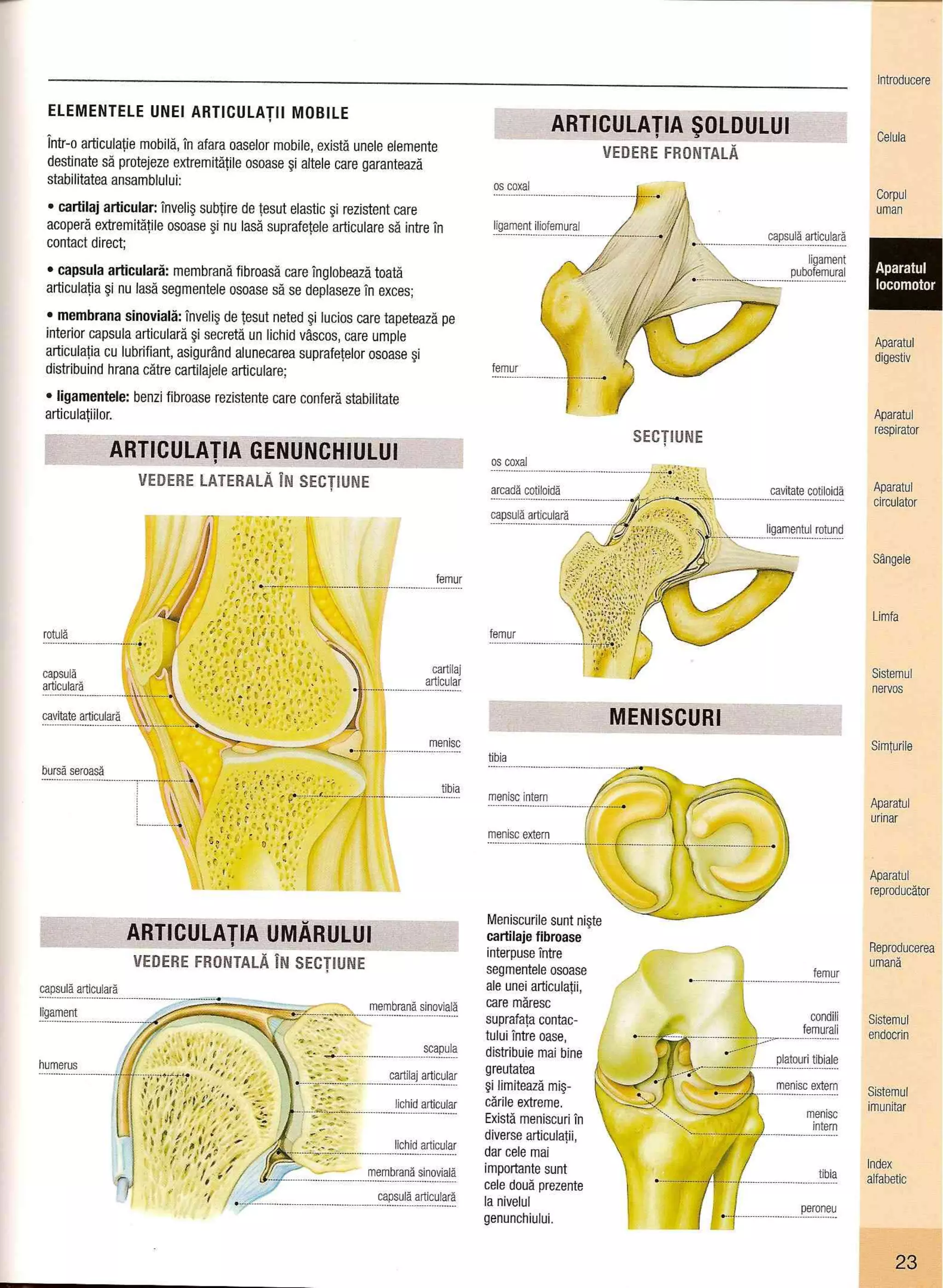 Anatomia omului | PDF