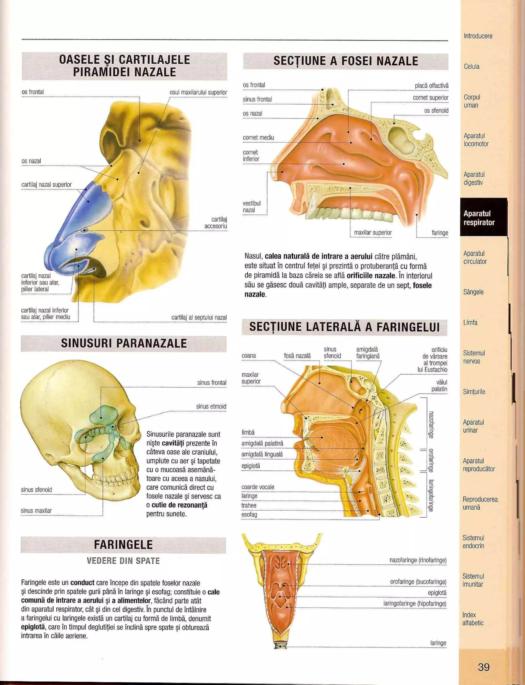 Anatomia omului | PDF