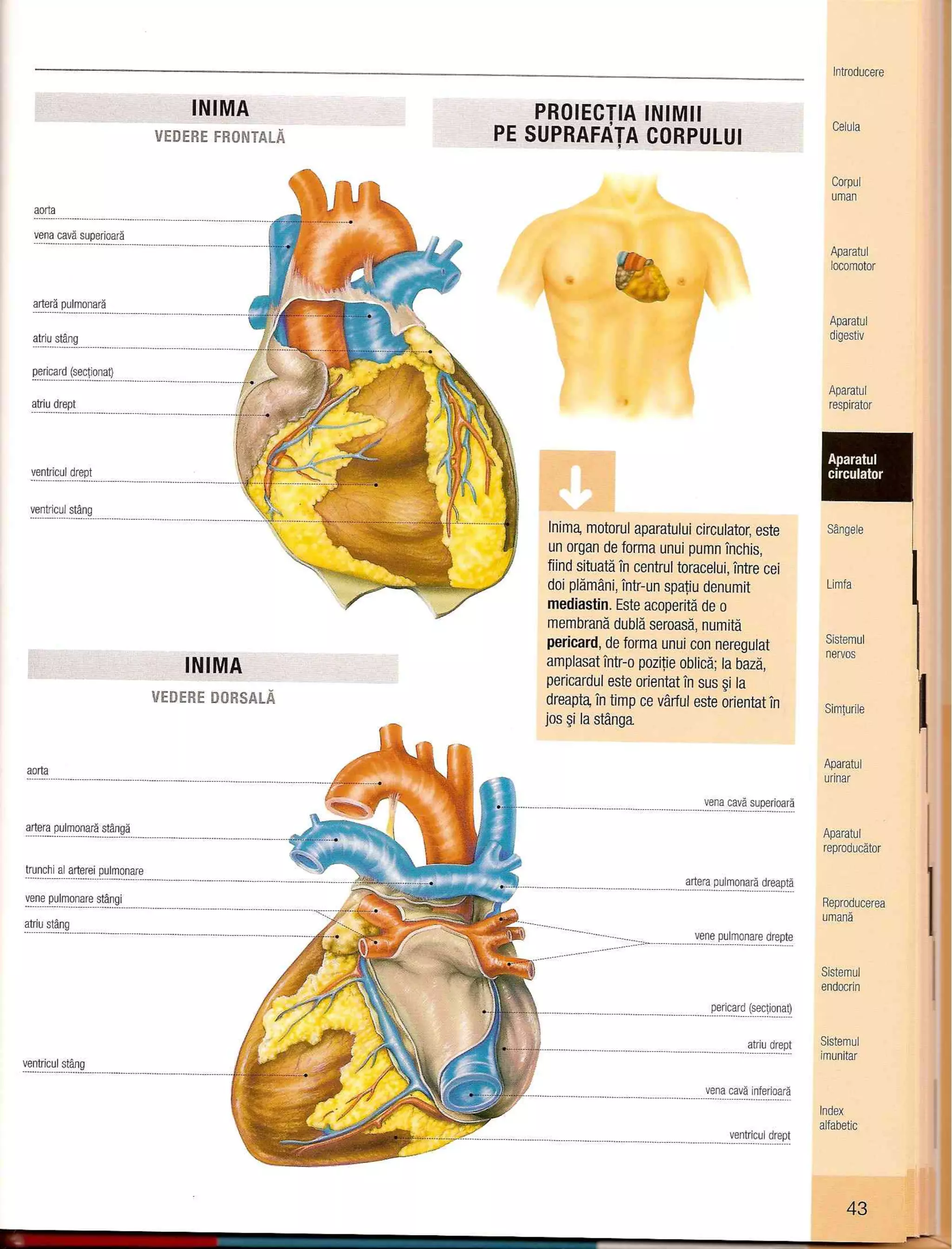 Anatomia omului | PDF