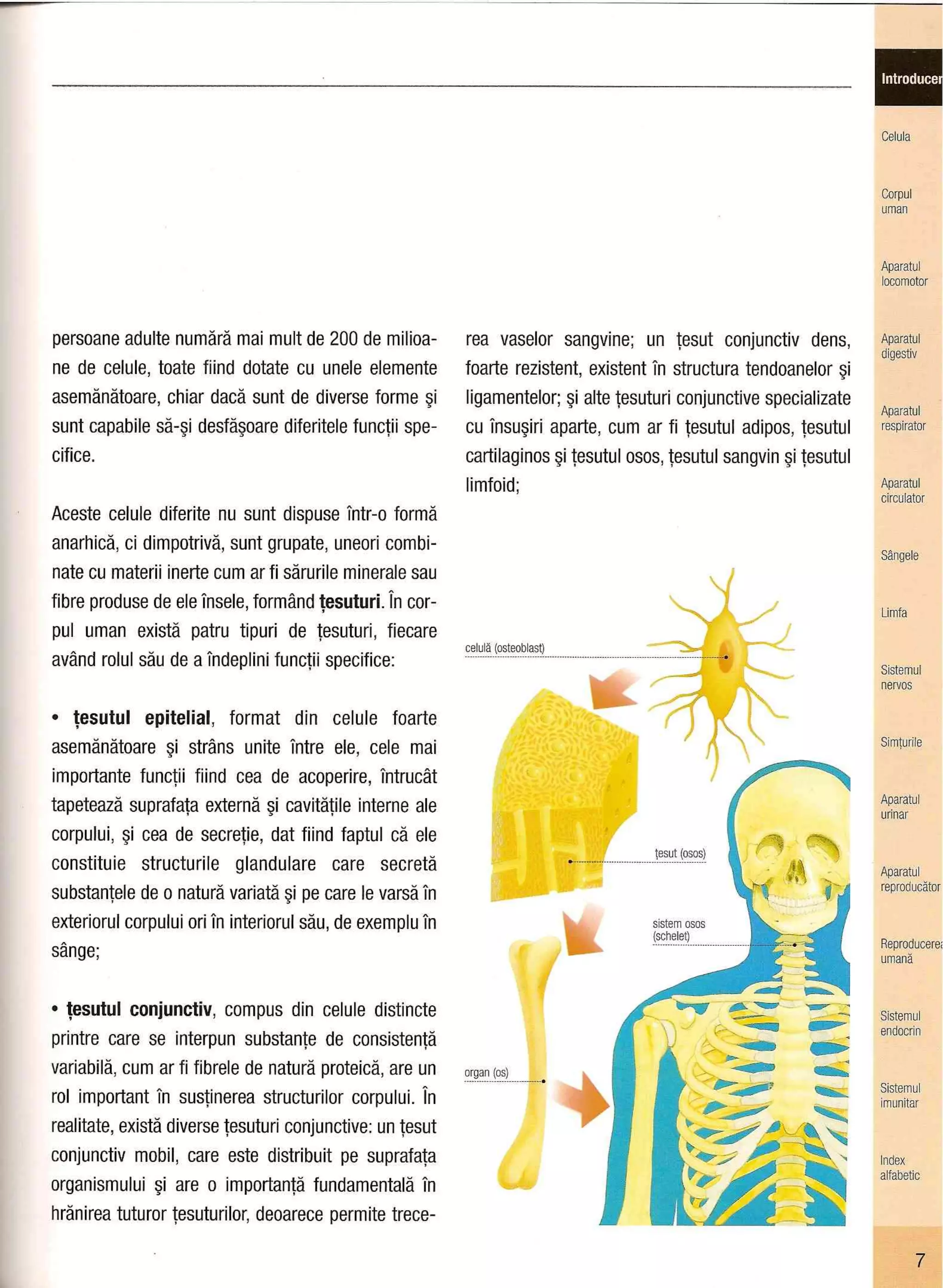 Anatomia omului | PDF
