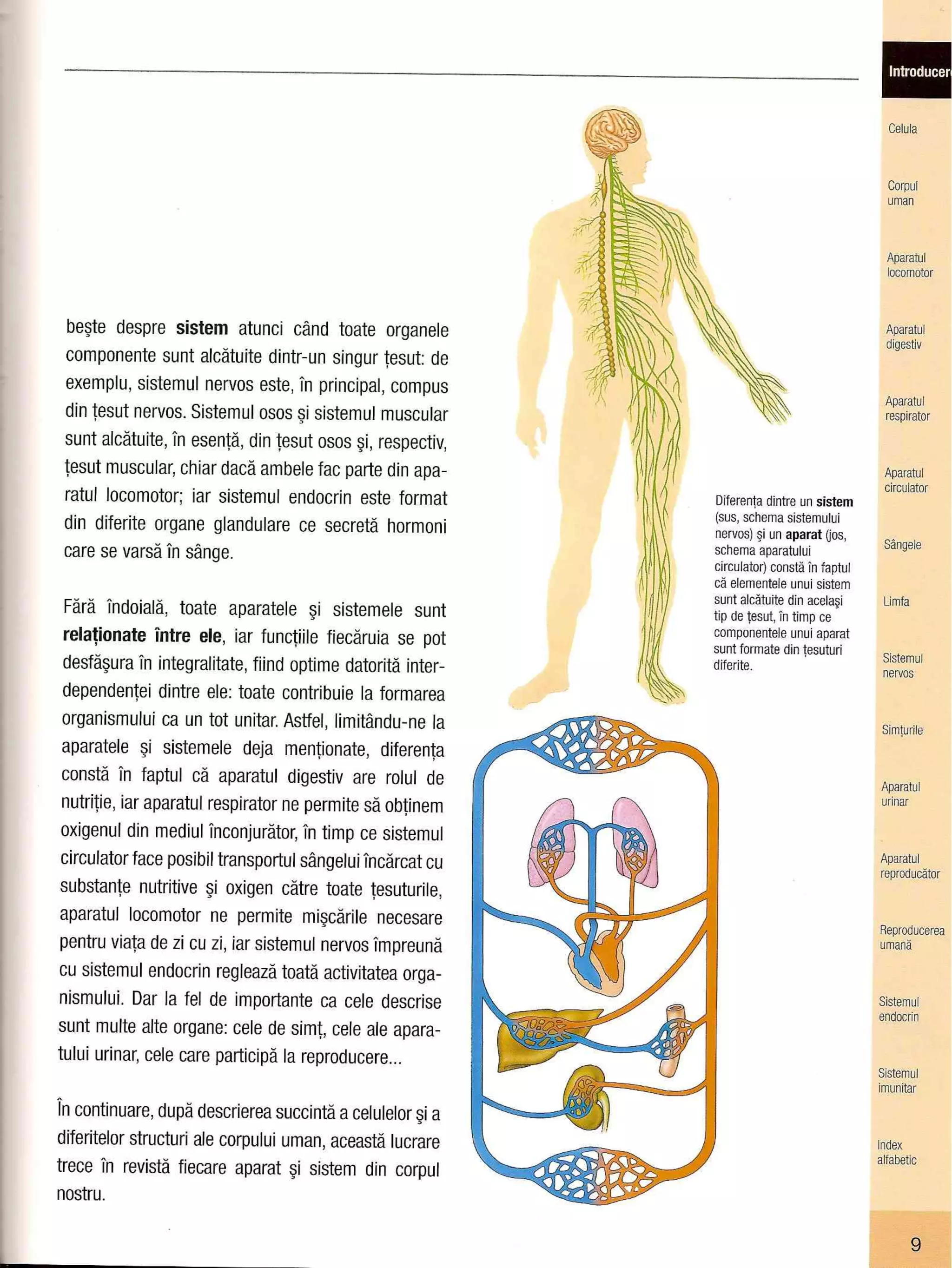 Anatomia omului | PDF