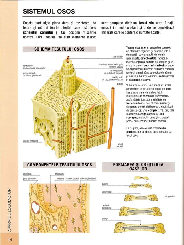 Anatomia omului | PDF