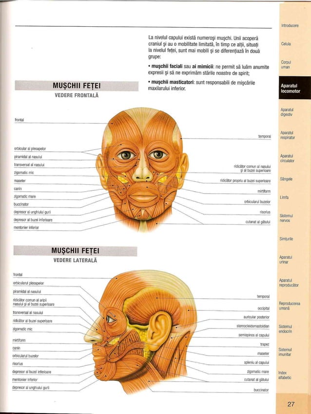 Anatomia omului | PDF