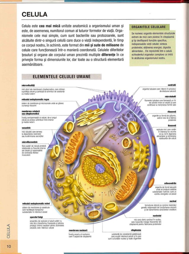 Anatomia omului | PDF