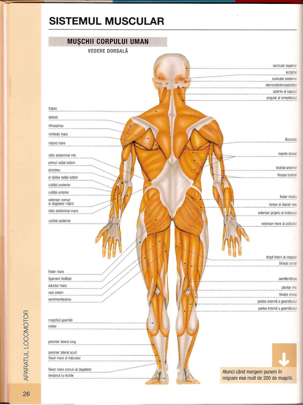 Anatomia omului