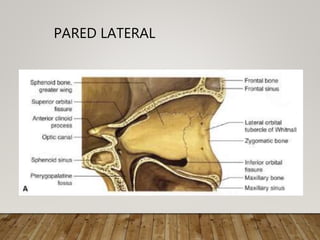 Anatomia orbita | PPTX