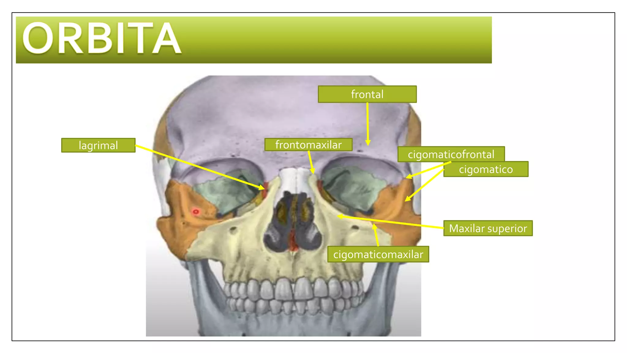Anatomia orbita | PPTX