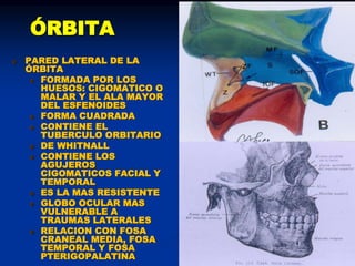 Anatomia orbitas | PPT