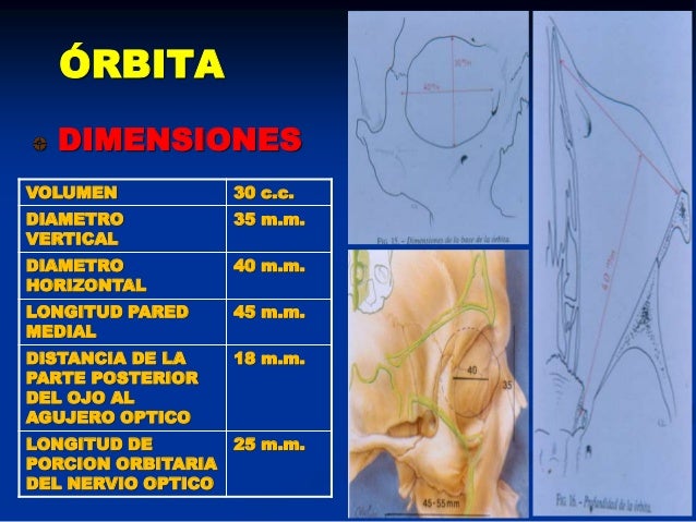Anatomia orbitas