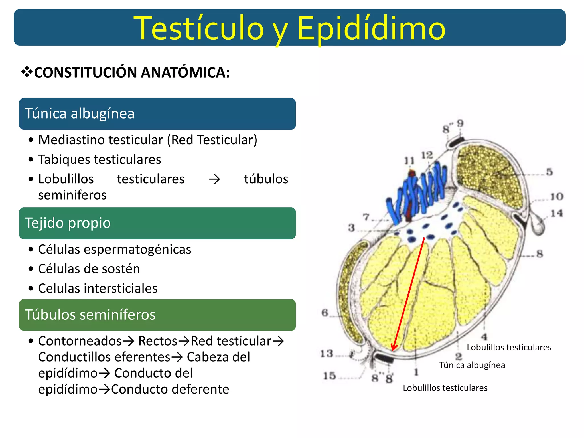 Anatomía del órgano reproductor masculino | PPTX