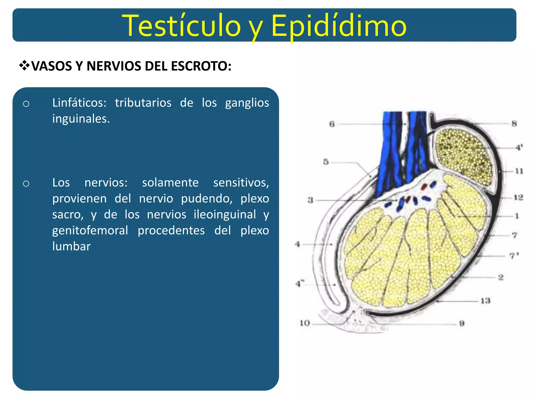 Anatomía del órgano reproductor masculino | PPTX