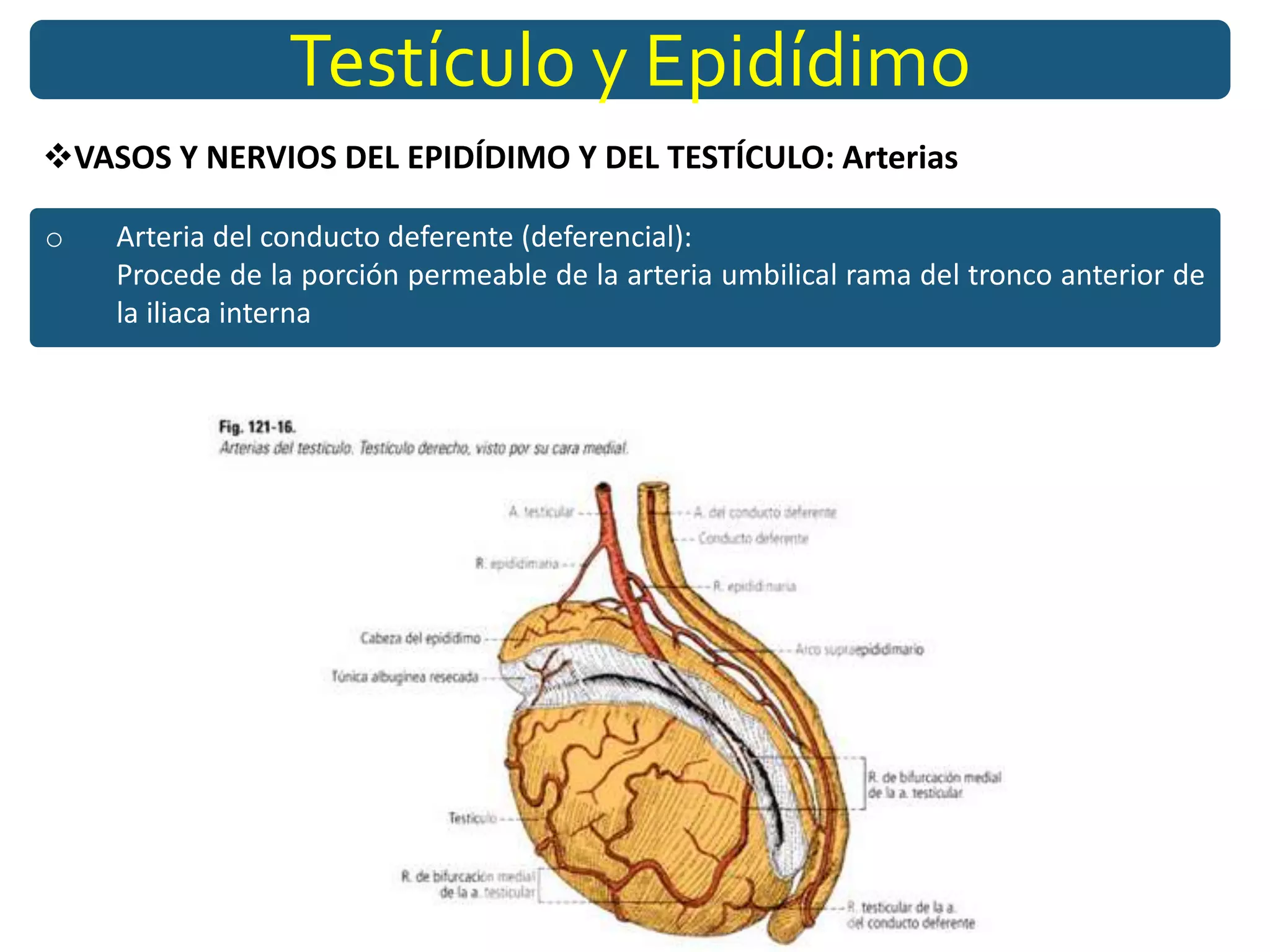 Anatomía del órgano reproductor masculino | PPTX