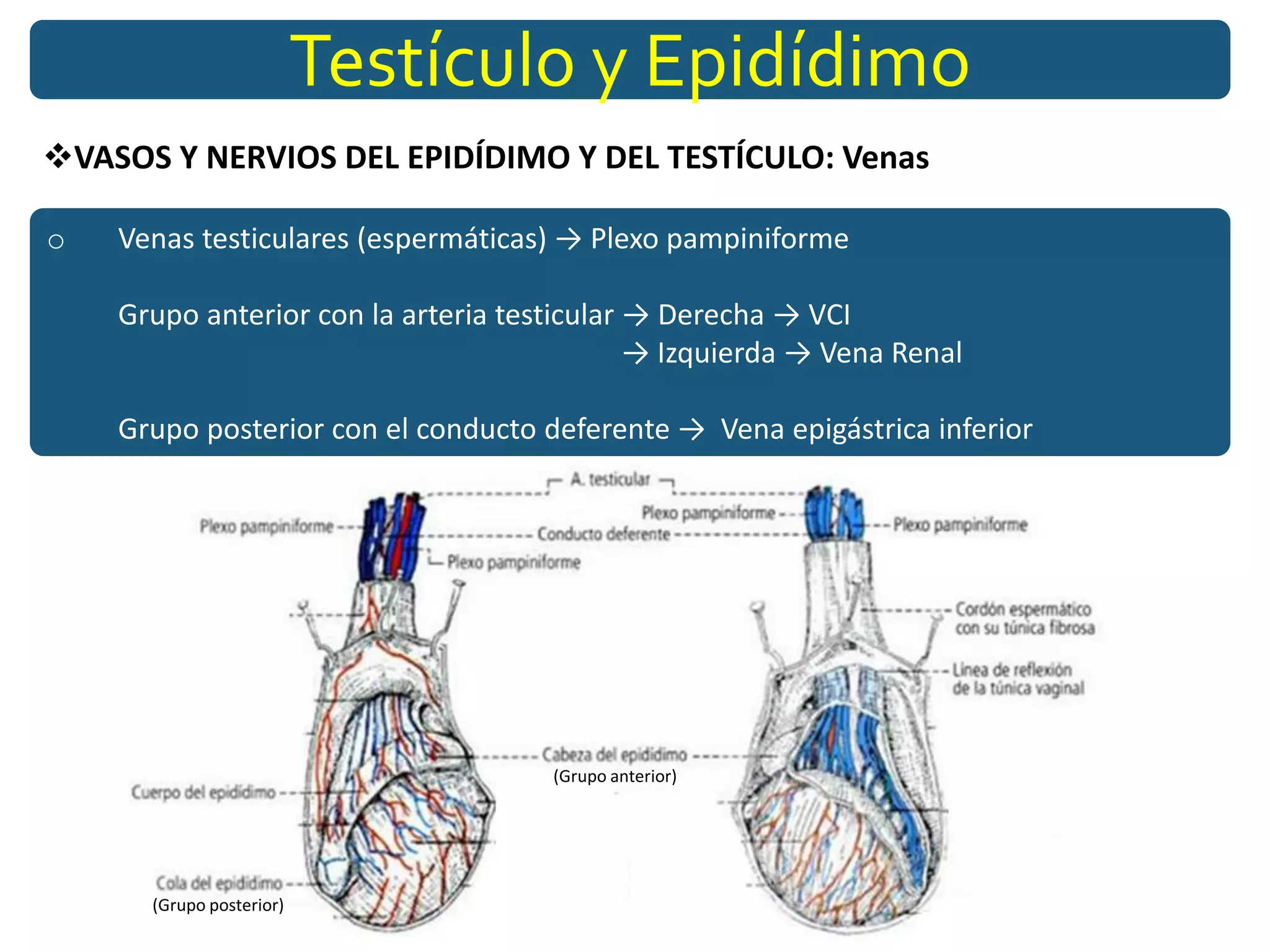 Anatomía del órgano reproductor masculino | PPTX
