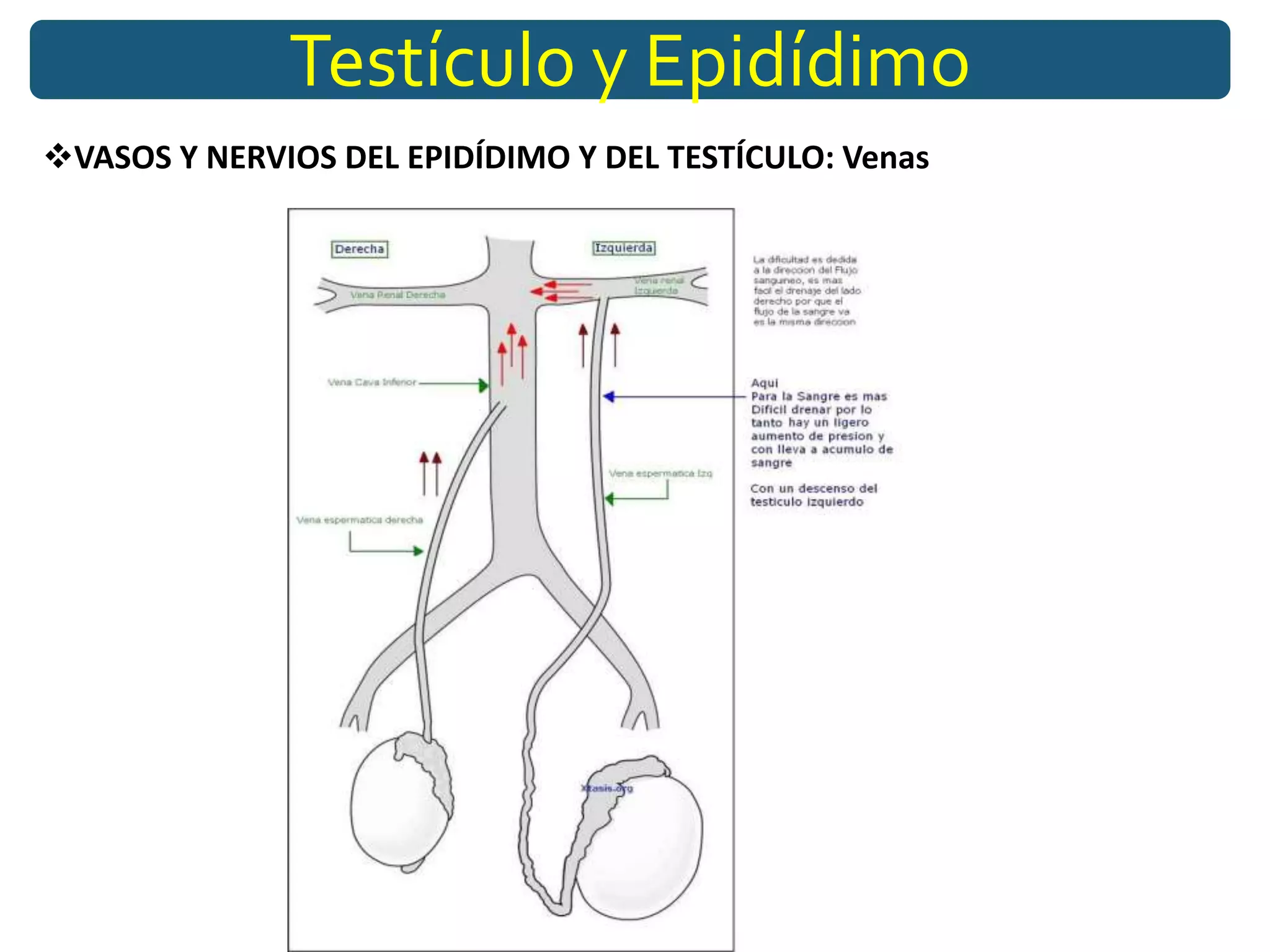 Anatomía del órgano reproductor masculino | PPTX