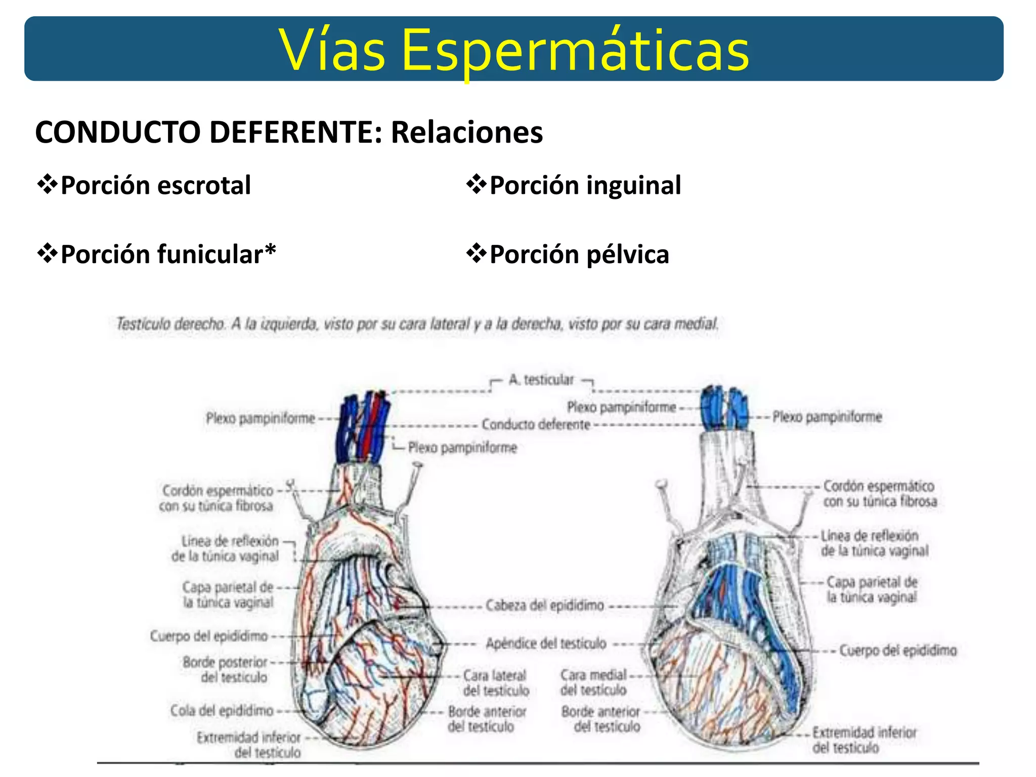 Anatomía del órgano reproductor masculino | PPTX