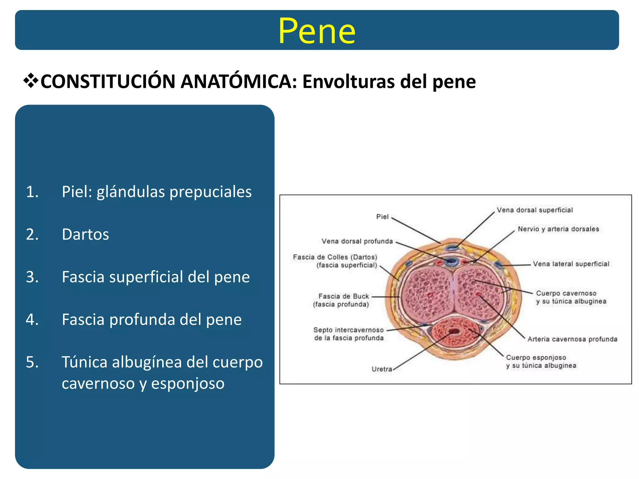 Anatomía del órgano reproductor masculino | PPTX