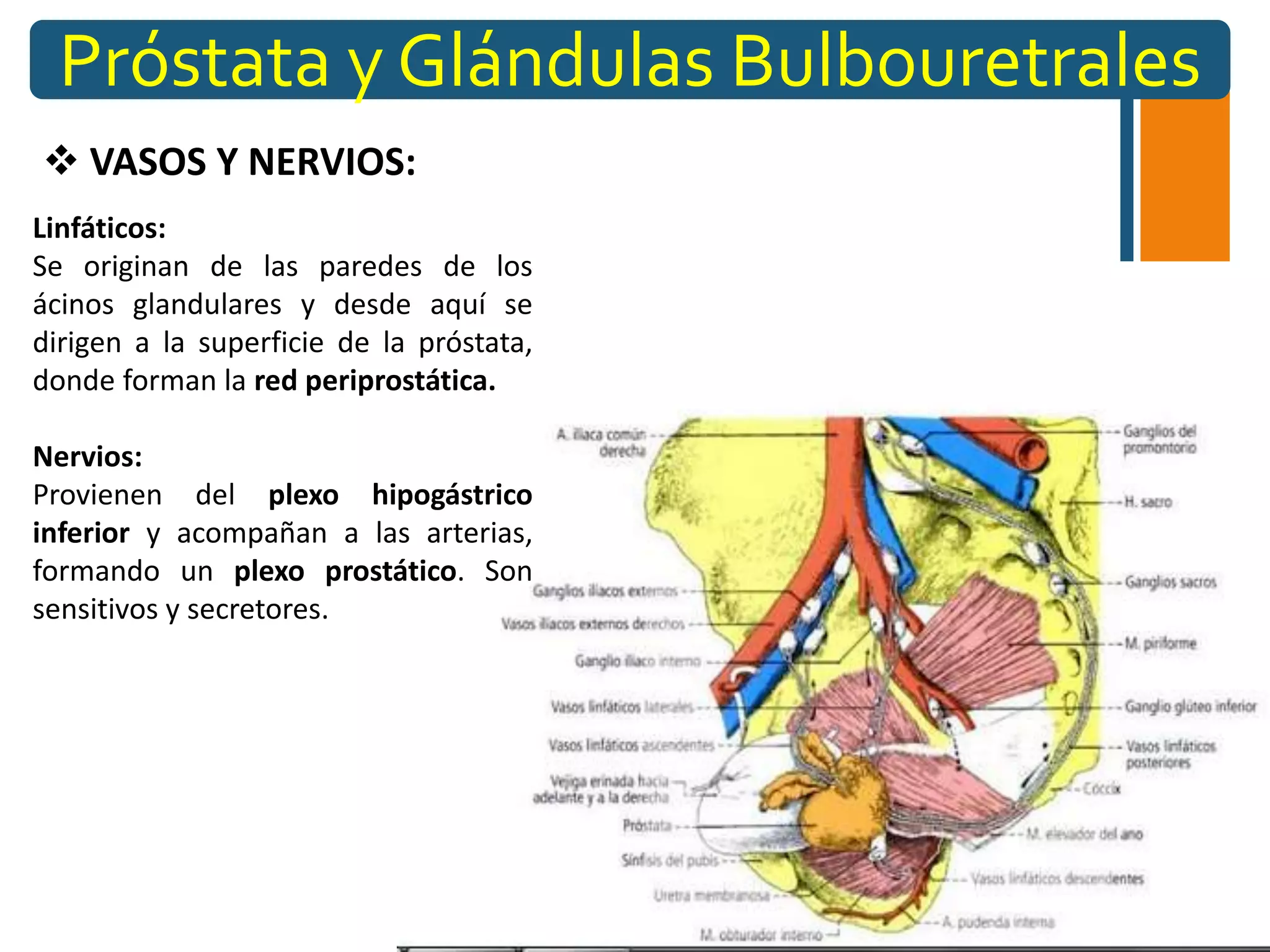 Anatomía del órgano reproductor masculino | PPTX