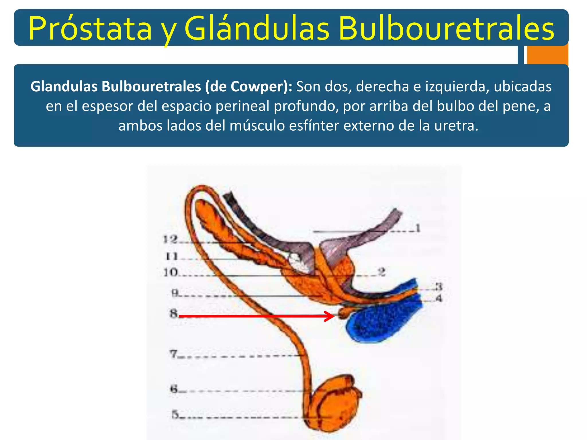 Anatomía del órgano reproductor masculino | PPTX