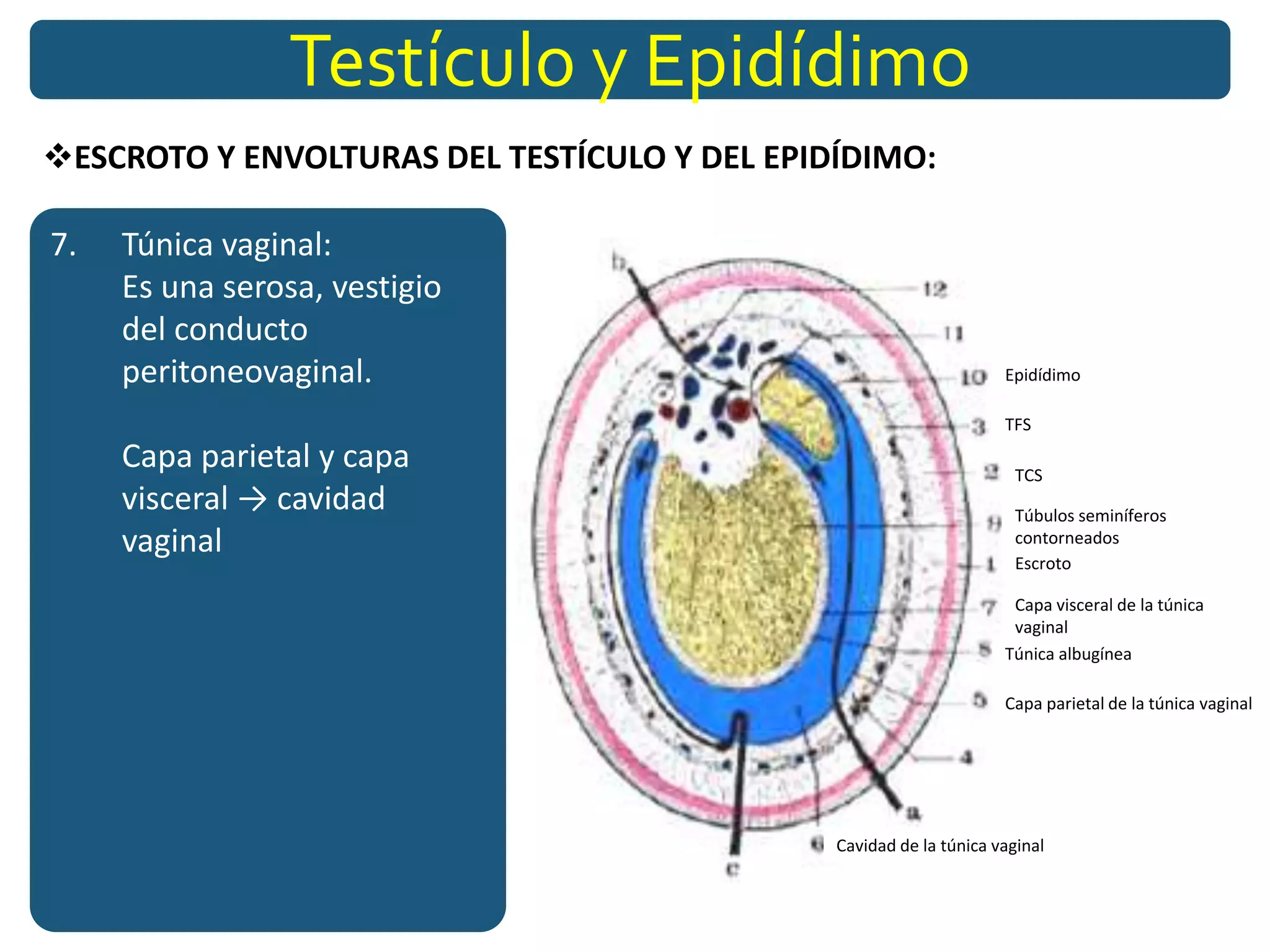 Anatomía del órgano reproductor masculino | PPTX