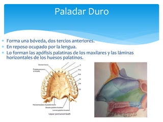 Anatomia de la orofaringe | PPTX