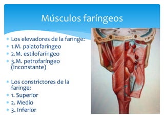 Anatomia de la orofaringe | PPTX