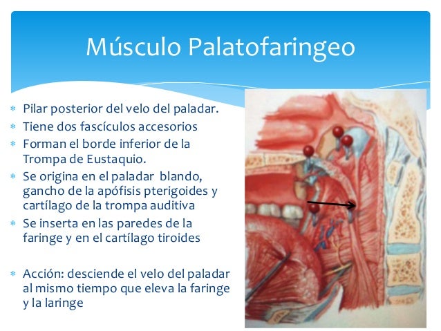 Anatomia de la orofaringe