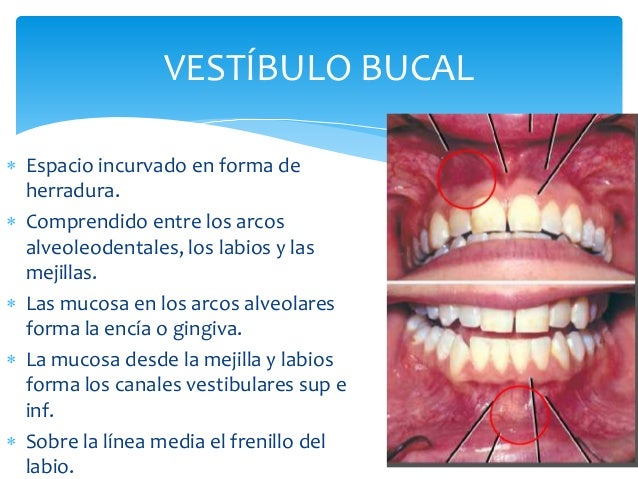 Anatomia de la orofaringe