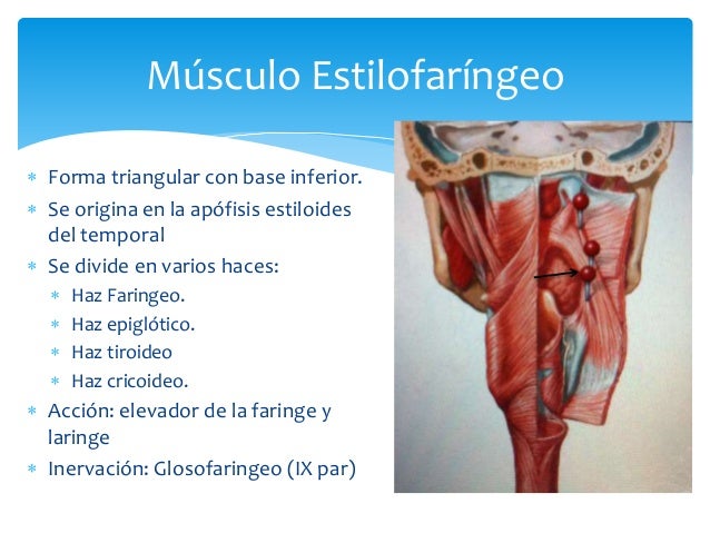 Anatomia de la orofaringe