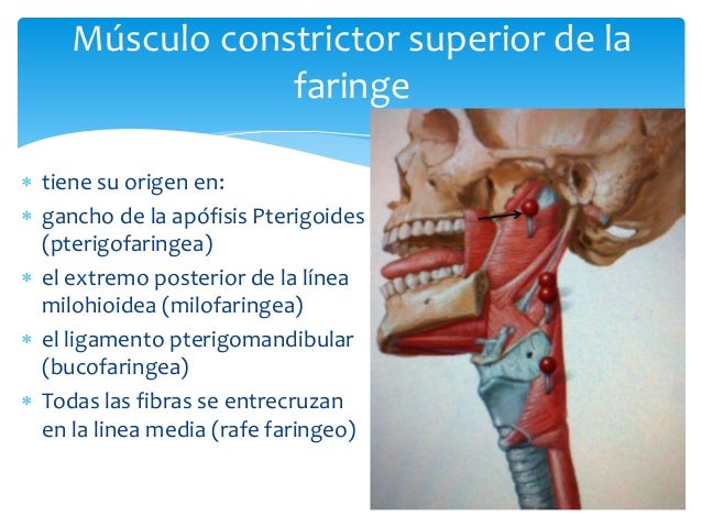 Anatomia de la orofaringe