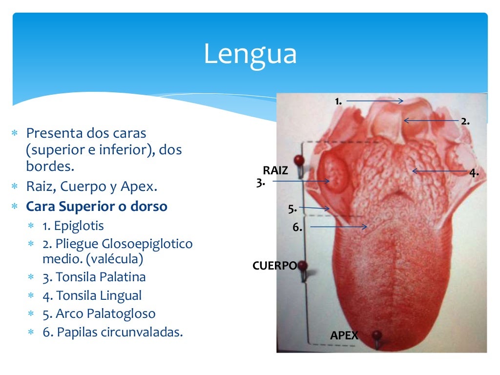 Anatomia de la orofaringe