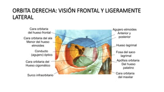 PRESENTACION ANATOMIA OSEA CABEZA Y CUELLO.pptx