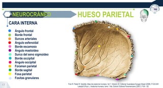 ANATOMÍA ÓSEA DEL NEUROCRÁNEO Y VISCEROCRÁNEO | PPTX