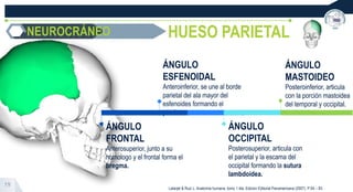 ANATOMÍA ÓSEA DEL NEUROCRÁNEO Y VISCEROCRÁNEO | PPTX