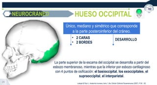 ANATOMÍA ÓSEA DEL NEUROCRÁNEO Y VISCEROCRÁNEO | PPTX