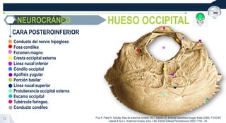 ANATOMÍA ÓSEA DEL NEUROCRÁNEO Y VISCEROCRÁNEO | PPTX