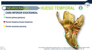 ANATOMÍA ÓSEA DEL NEUROCRÁNEO Y VISCEROCRÁNEO | PPTX