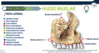 ANATOMÍA ÓSEA DEL NEUROCRÁNEO Y VISCEROCRÁNEO | PPTX