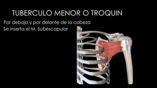 anatomia osea del hombro, huesos, partes | PPTX