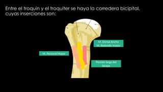 anatomia osea del hombro, huesos, partes | PPTX