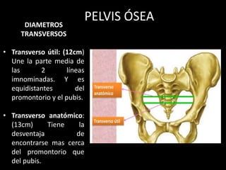 ANATOMIA OSEA Y BLANDA DE LA PELVIS.pptx