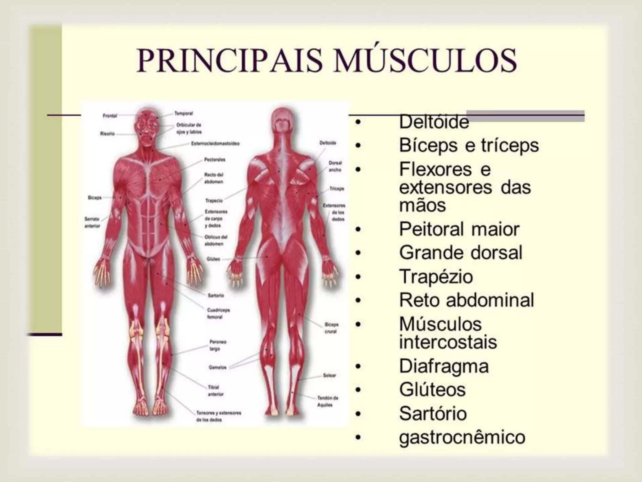 Anatomia Ossos e Músculos - nomes.pptx