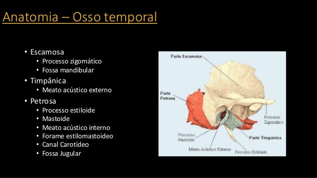 Anatomia osso temporal