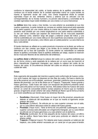 Anatomia osteologia dr. romero | DOCX