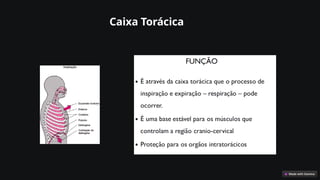 ANATOMIA_PALPATORIA_DA_CAIXA_TORACICA.pptx