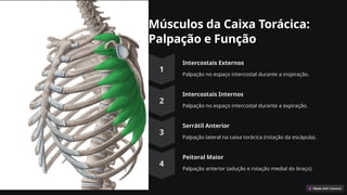 ANATOMIA_PALPATORIA_DA_CAIXA_TORACICA.pptx